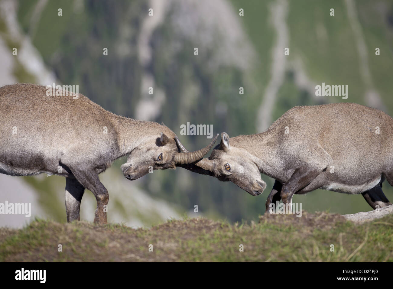 Two goats goat fight fighting hi-res stock photography and images - Alamy