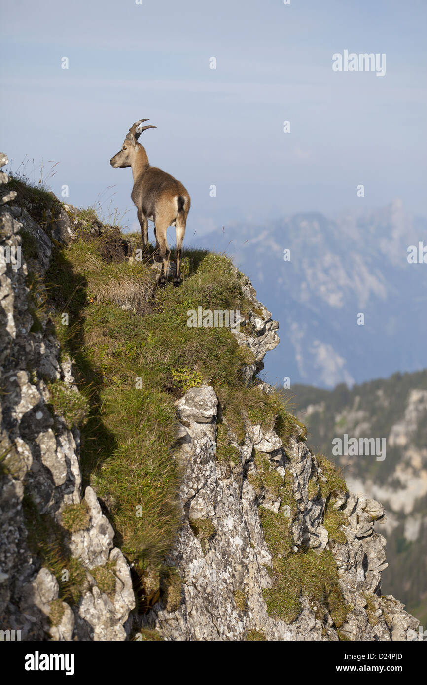 Alpine Ibex (Capra ibex) immature male standing on mountain slope ...