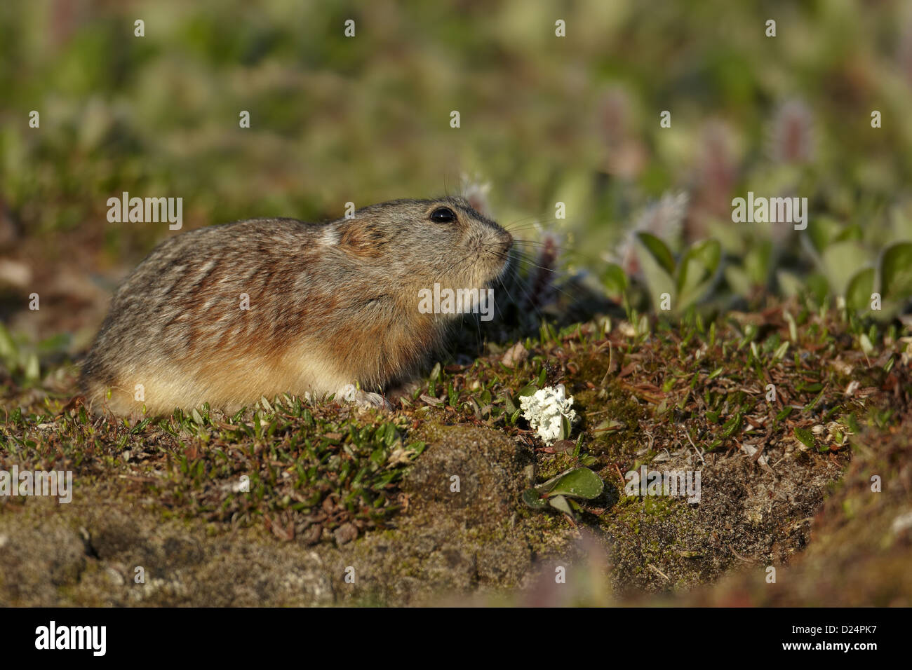 Brown Lemming (Lemmus sibiricus) adult, standing on tundra, Nunavut ...