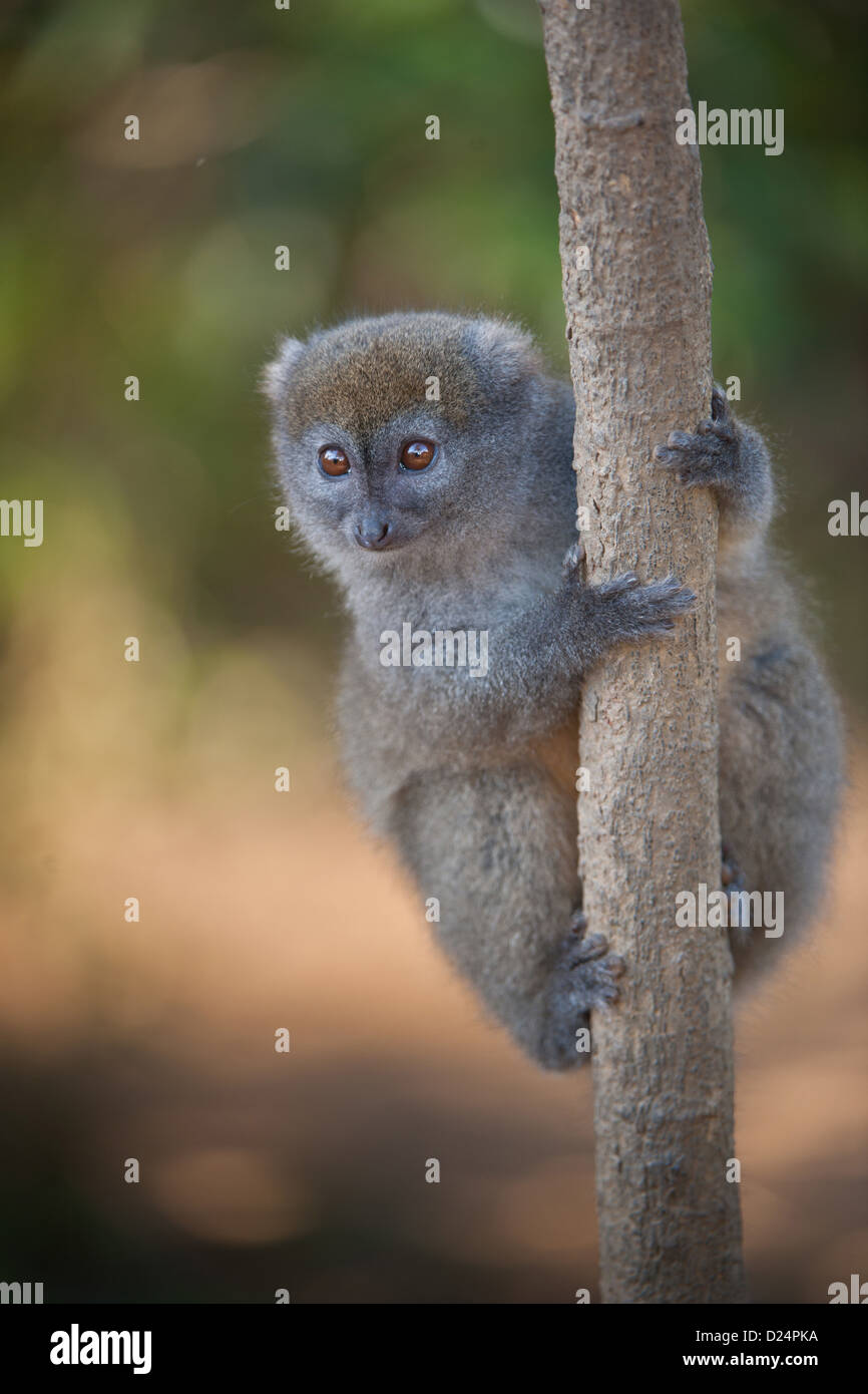 Eastern Grey Gentle Lemur Hapalemur griseus griseus adult clinging to ...