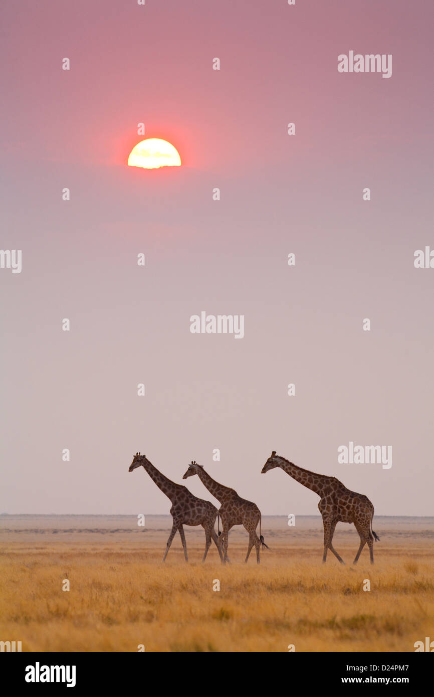 GIRAFFES at first light with lovely pink - purple sky Stock Photo - Alamy