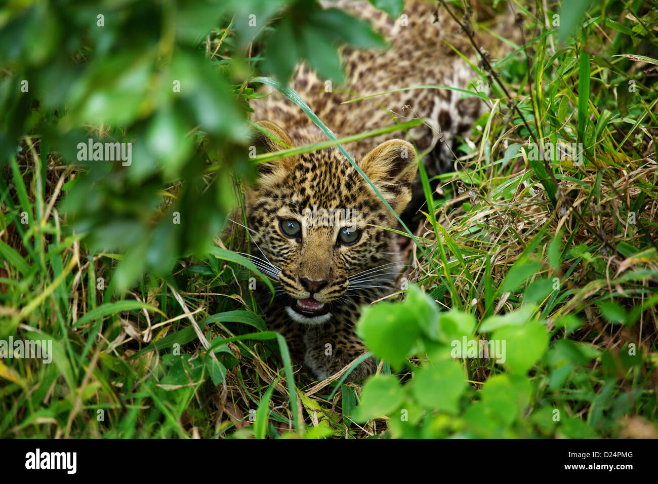 African Leopard (Panthera pardus pardus) cub, crouched amongst ...