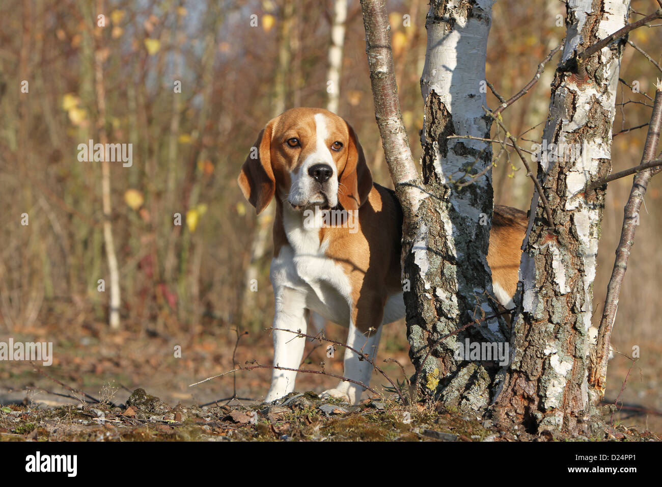 Dog Beagle adult standing behind a tree Stock Photo - Alamy