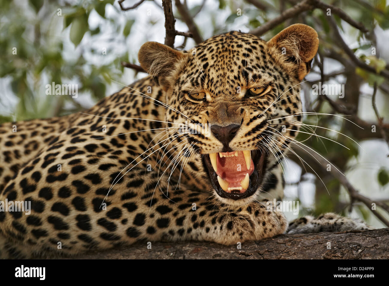 African Leopard Panthera pardus pardus adult male close-up head ...