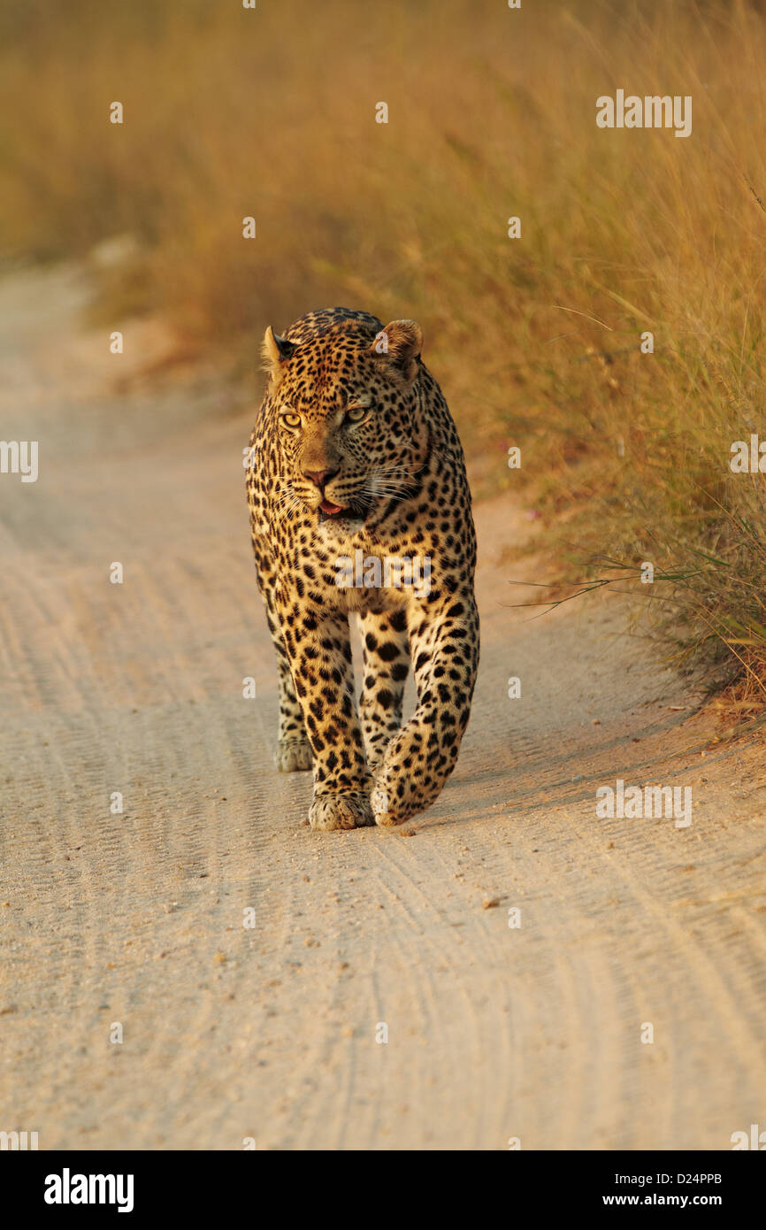African Leopard Panthera pardus pardus adult male walking along track ...