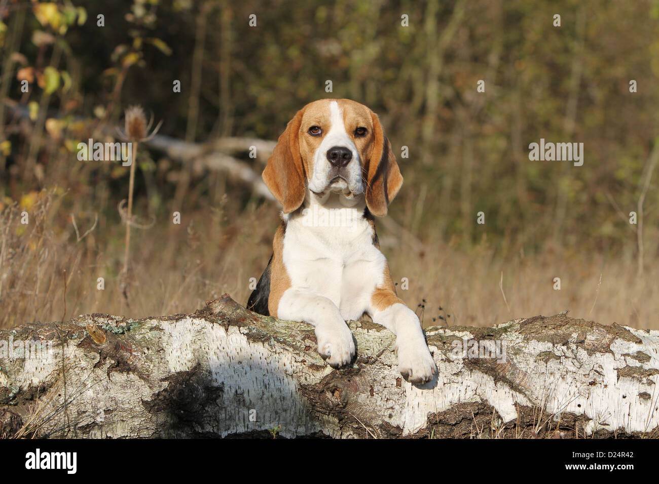 Beagle lying on its face hi-res stock photography and images - Alamy