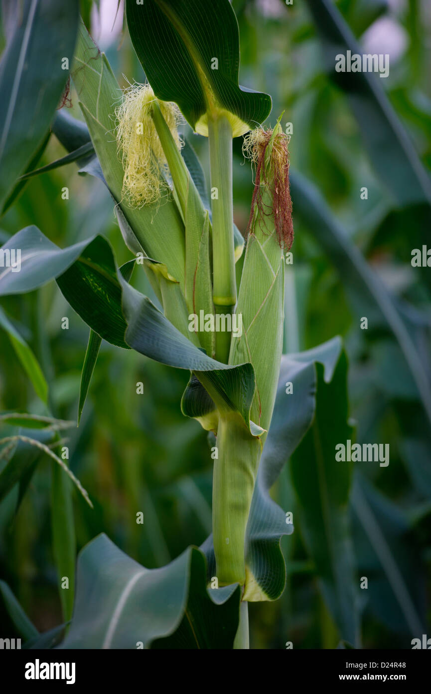 Food and agriculture organization hi-res stock photography and images ...