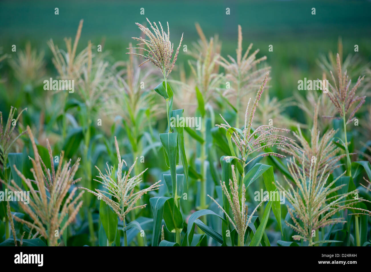 Corn crop growing in rows on a farm Stock Photo - Alamy