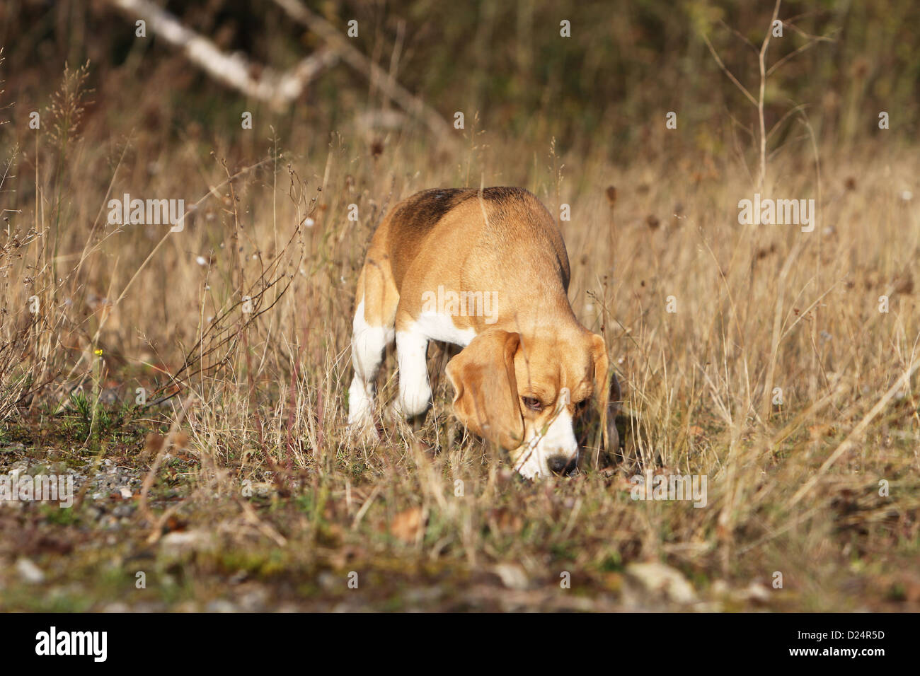 Dog Beagle adult smell the ground Stock Photo - Alamy