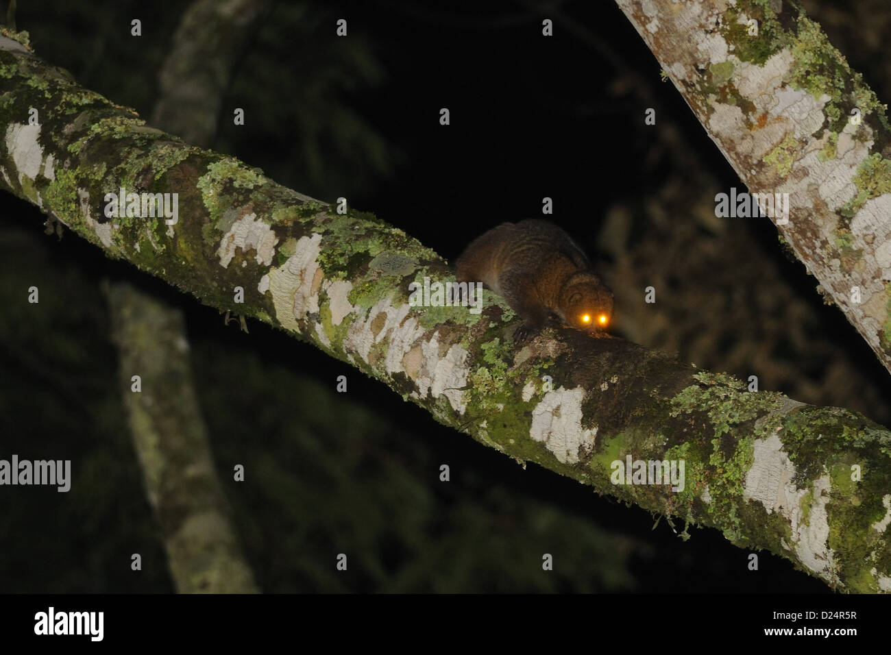 Potto Perodicticus potto adult climbing on branch night one few ...