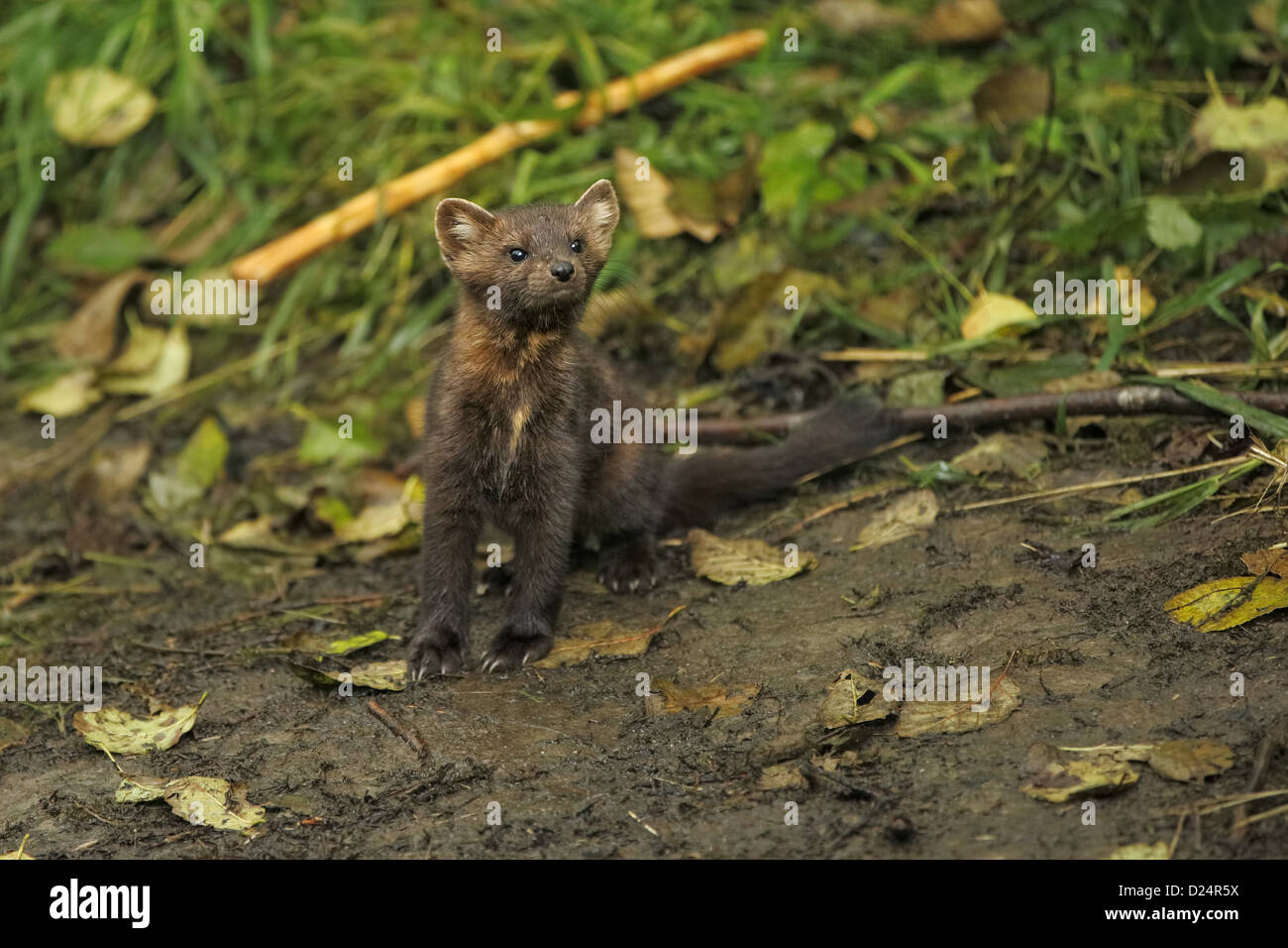 American marten on ground hi-res stock photography and images - Alamy