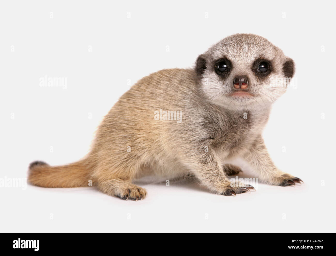 Meercat cutout hi-res stock photography and images - Alamy