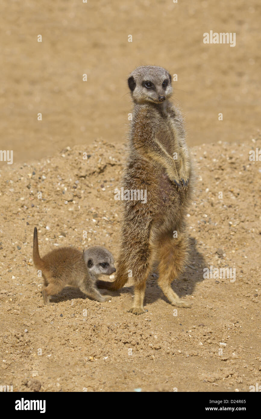 Adult meercats hi-res stock photography and images - Alamy