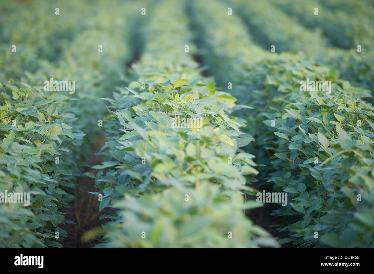 Plants growing in rows on a farm Stock Photo - Alamy