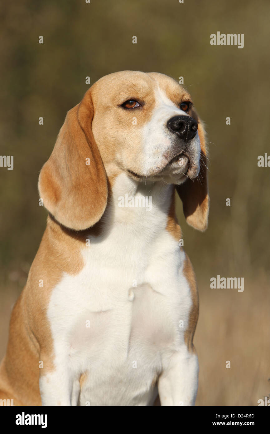 Dog Beagle adult portrait Stock Photo - Alamy