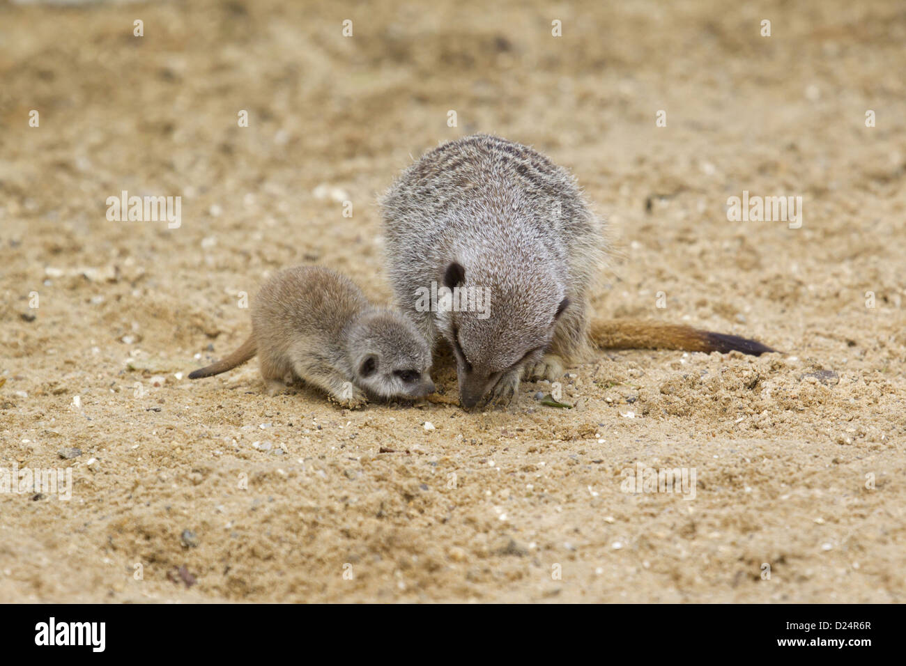 Meerkat (Suricata suricatta) adult female and baby, foraging for food ...
