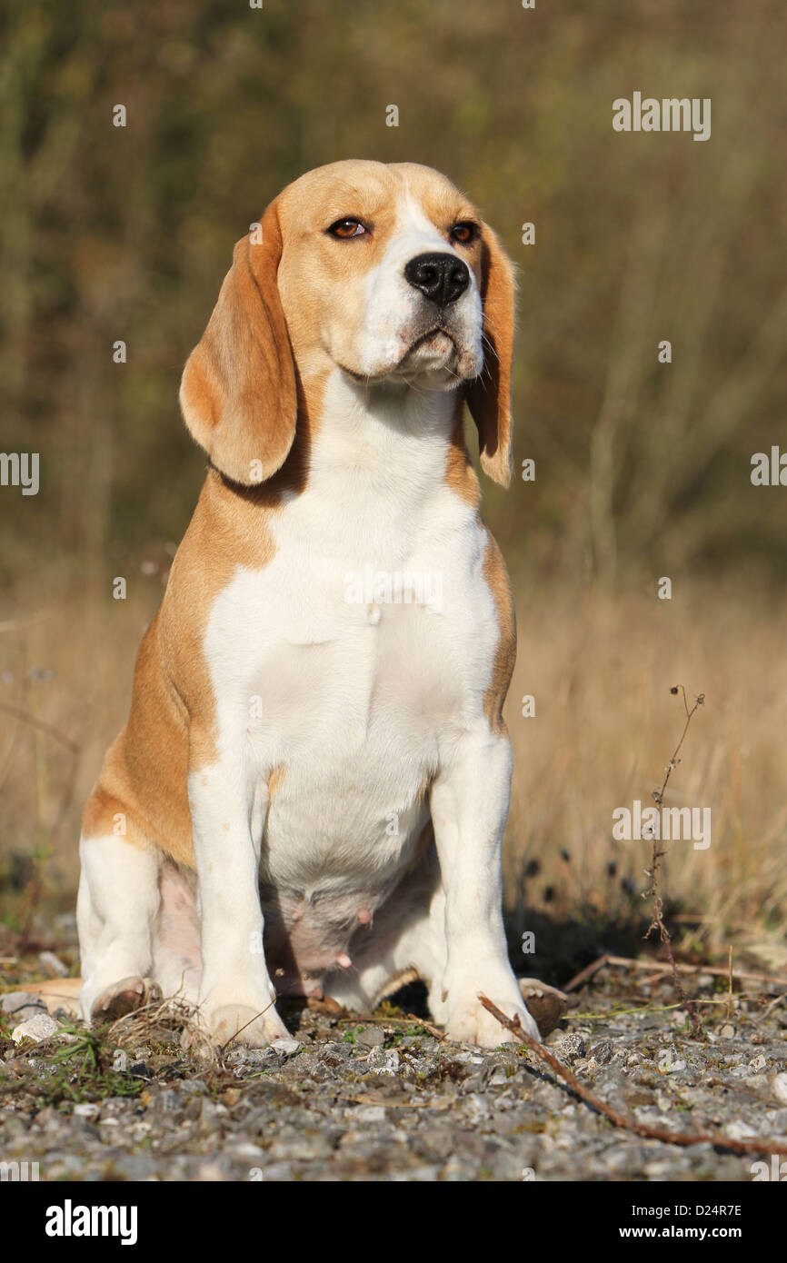 Sitting beagles hi-res stock photography and images - Alamy