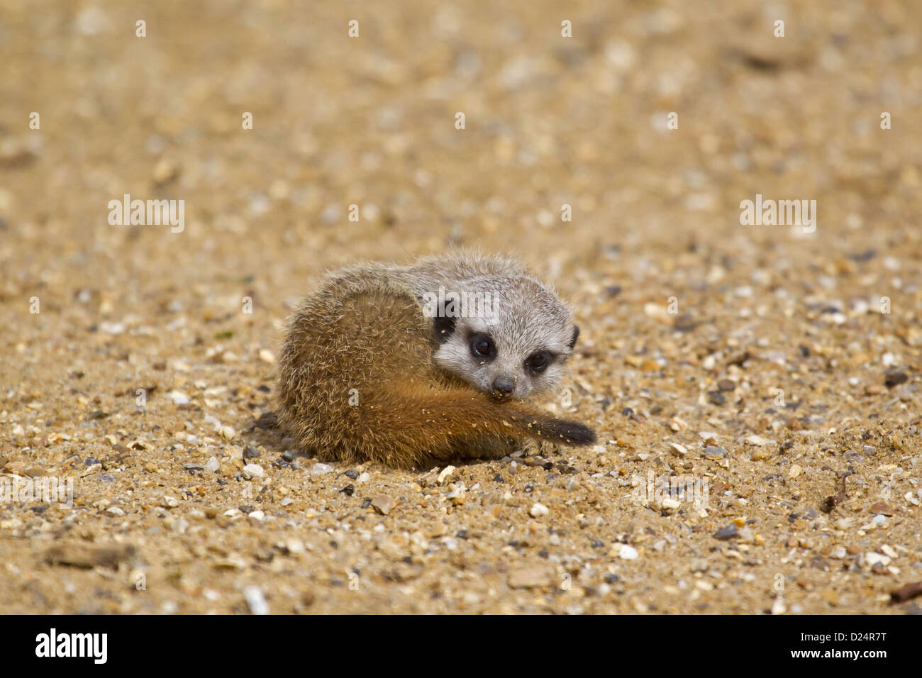 Meerkat (Suricata suricatta) baby, resting on sand (captive Stock Photo ...