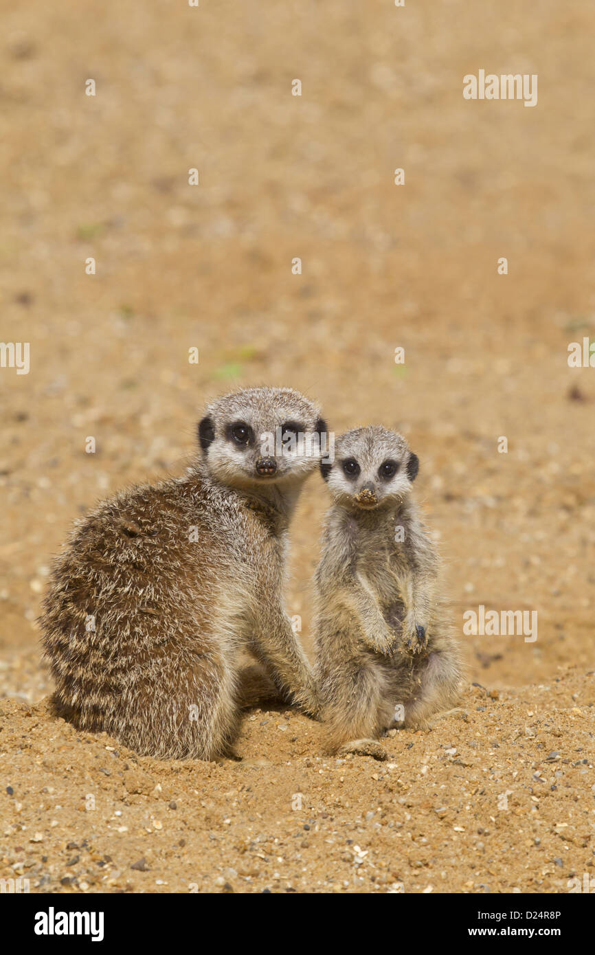 Meerkat (Suricata suricatta) adult female and baby, sitting on sand ...