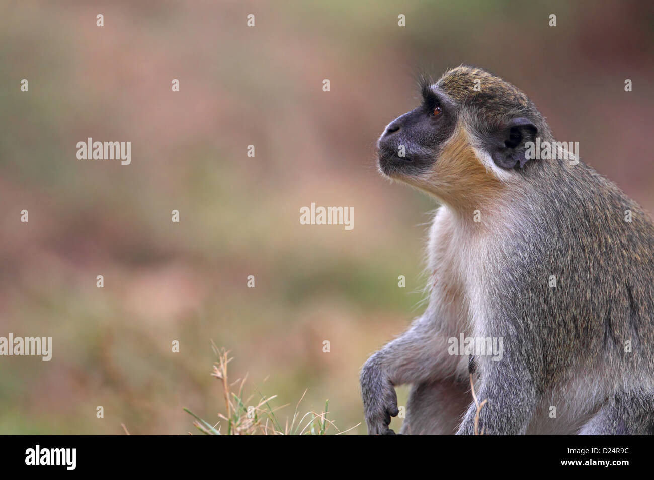 Callithrix Monkey (Cercopithecus sabaeus) adult, looking up, Western ...