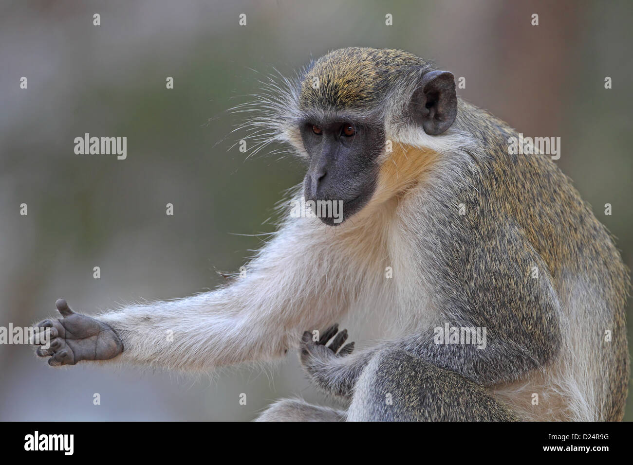 Monkeys scratch hi-res stock photography and images - Alamy