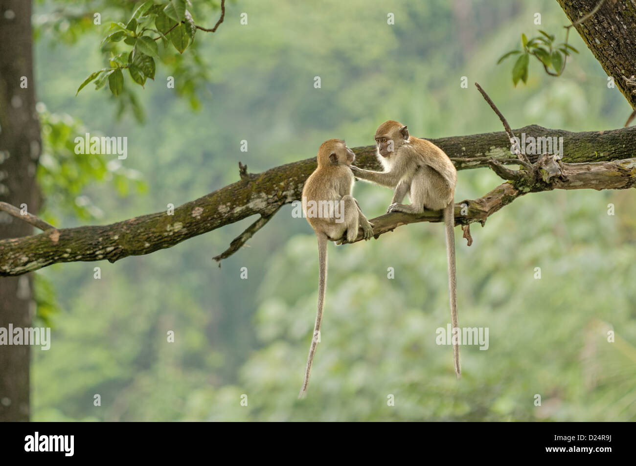 Crab-eating Macaque (Macaca fascicularis) two juveniles mutual grooming ...