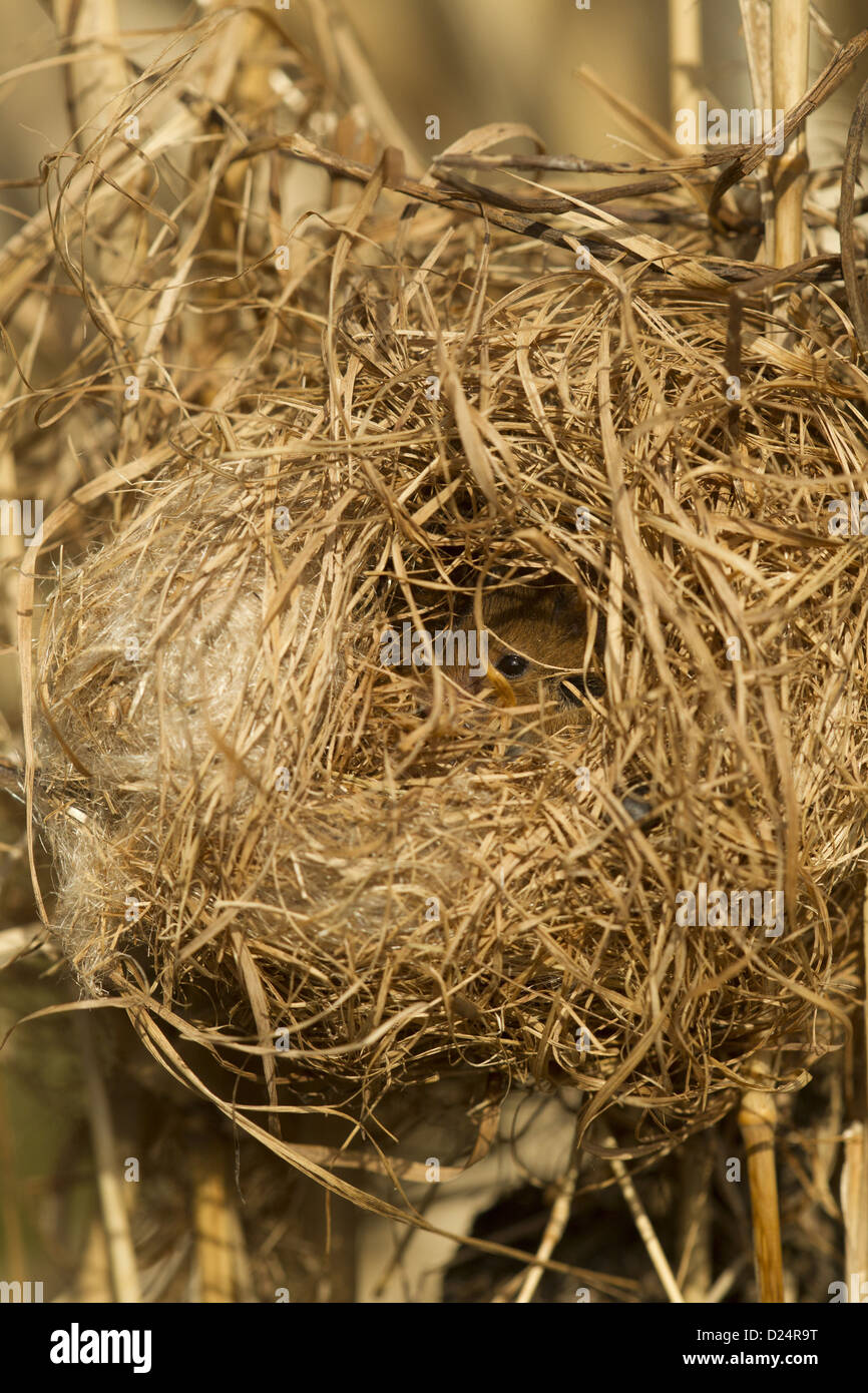 Harvest Mouse (Micromys minutus) adult, at breeding nest in reeds ...