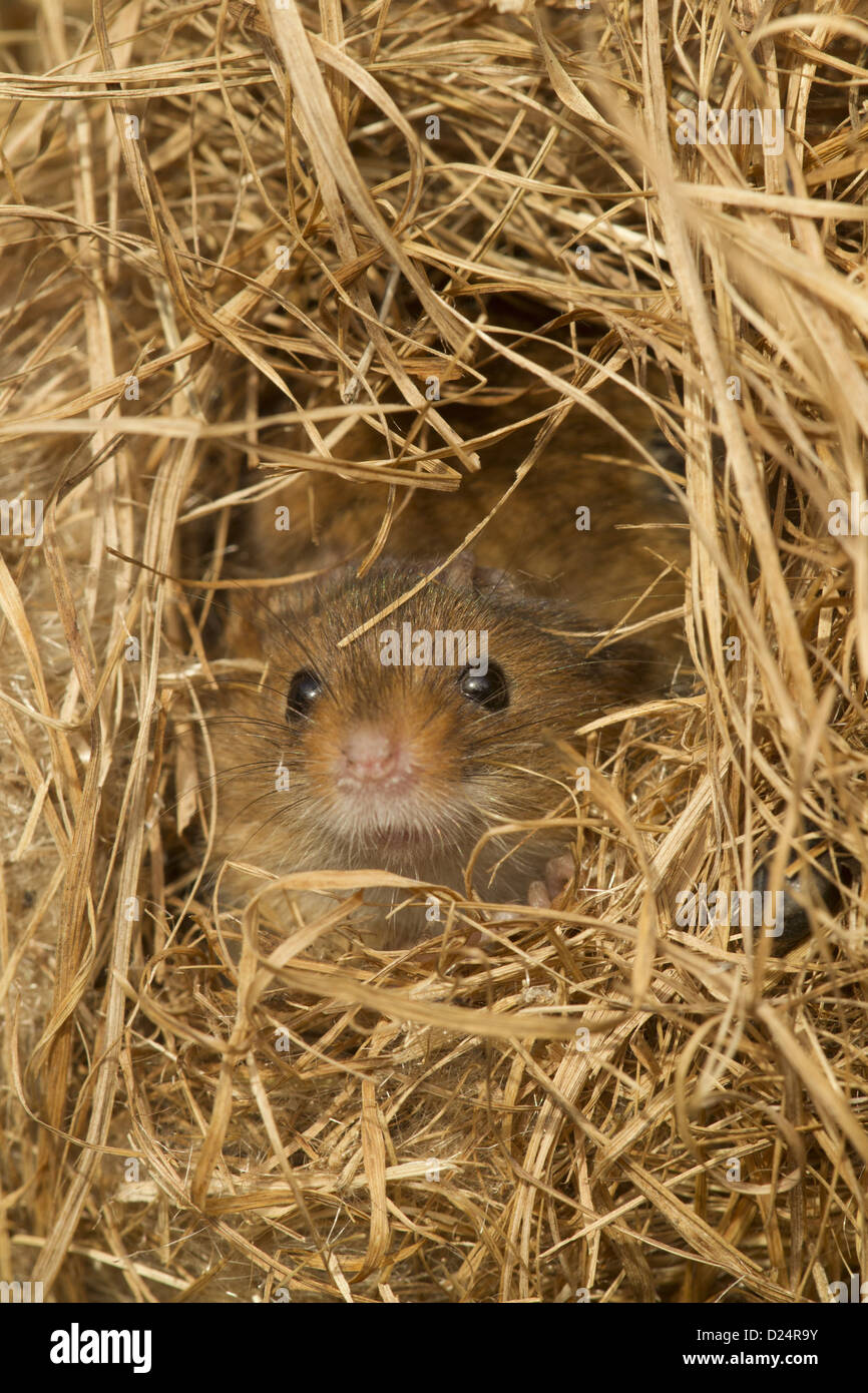Harvest Mouse (Micromys minutus) adult, at breeding nest in reeds ...
