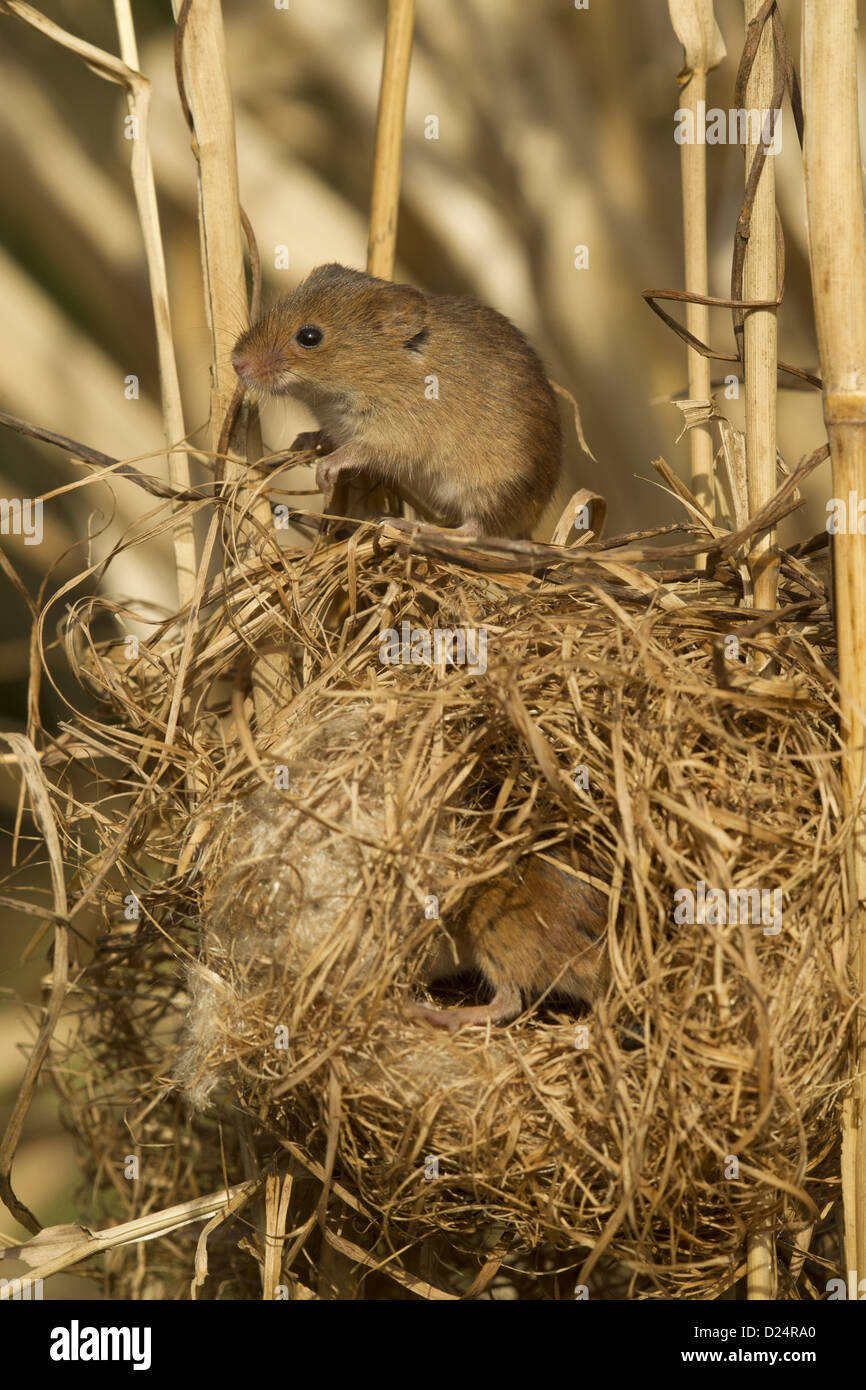 Harvest Mouse (Micromys minutus) two adults, at breeding nest in reeds ...