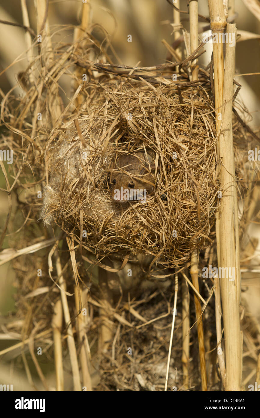 Harvest mice nest hi-res stock photography and images - Alamy