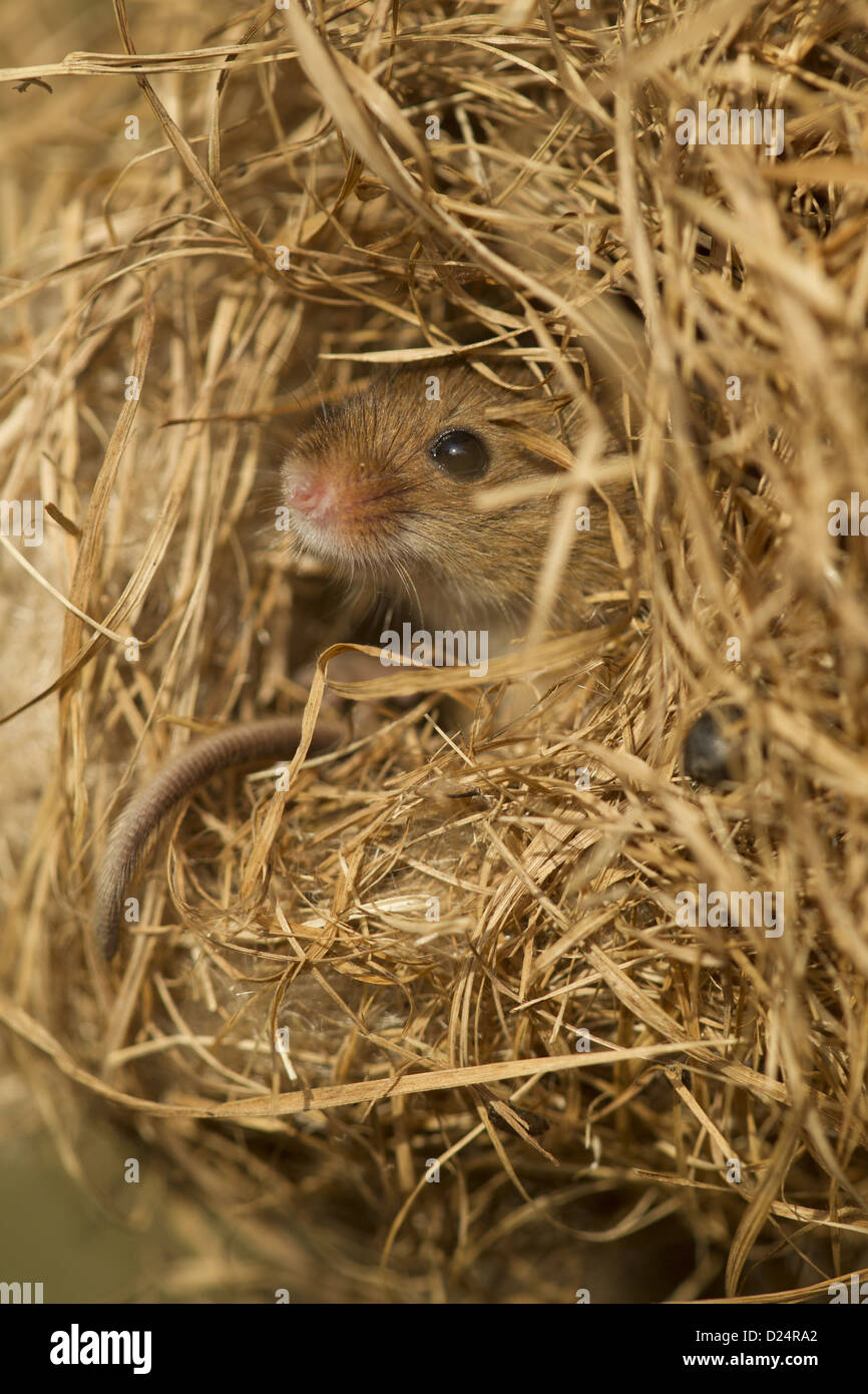 Harvest Mouse (Micromys minutus) adult, at breeding nest in reeds ...