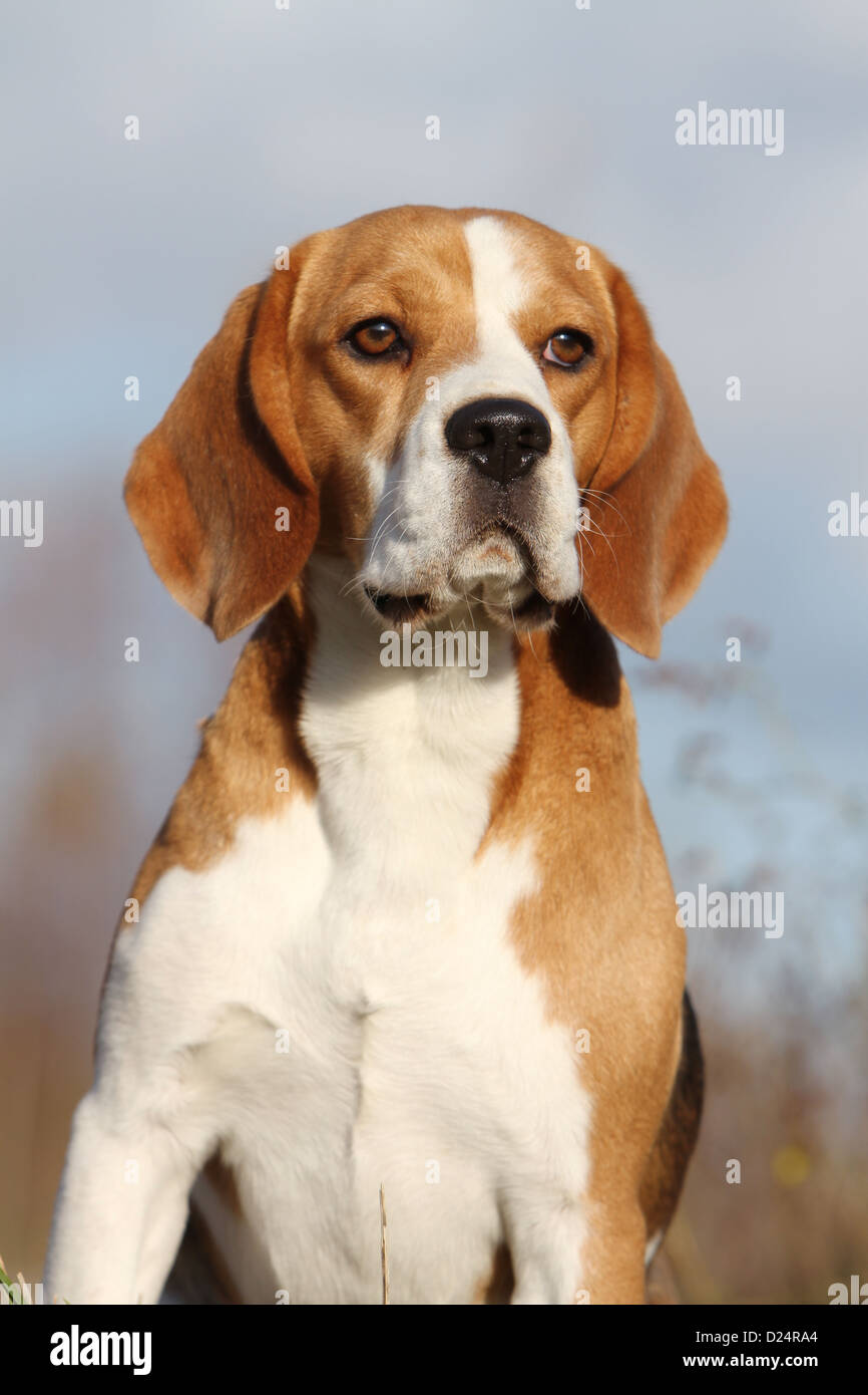 English beagle hi-res stock photography and images - Alamy