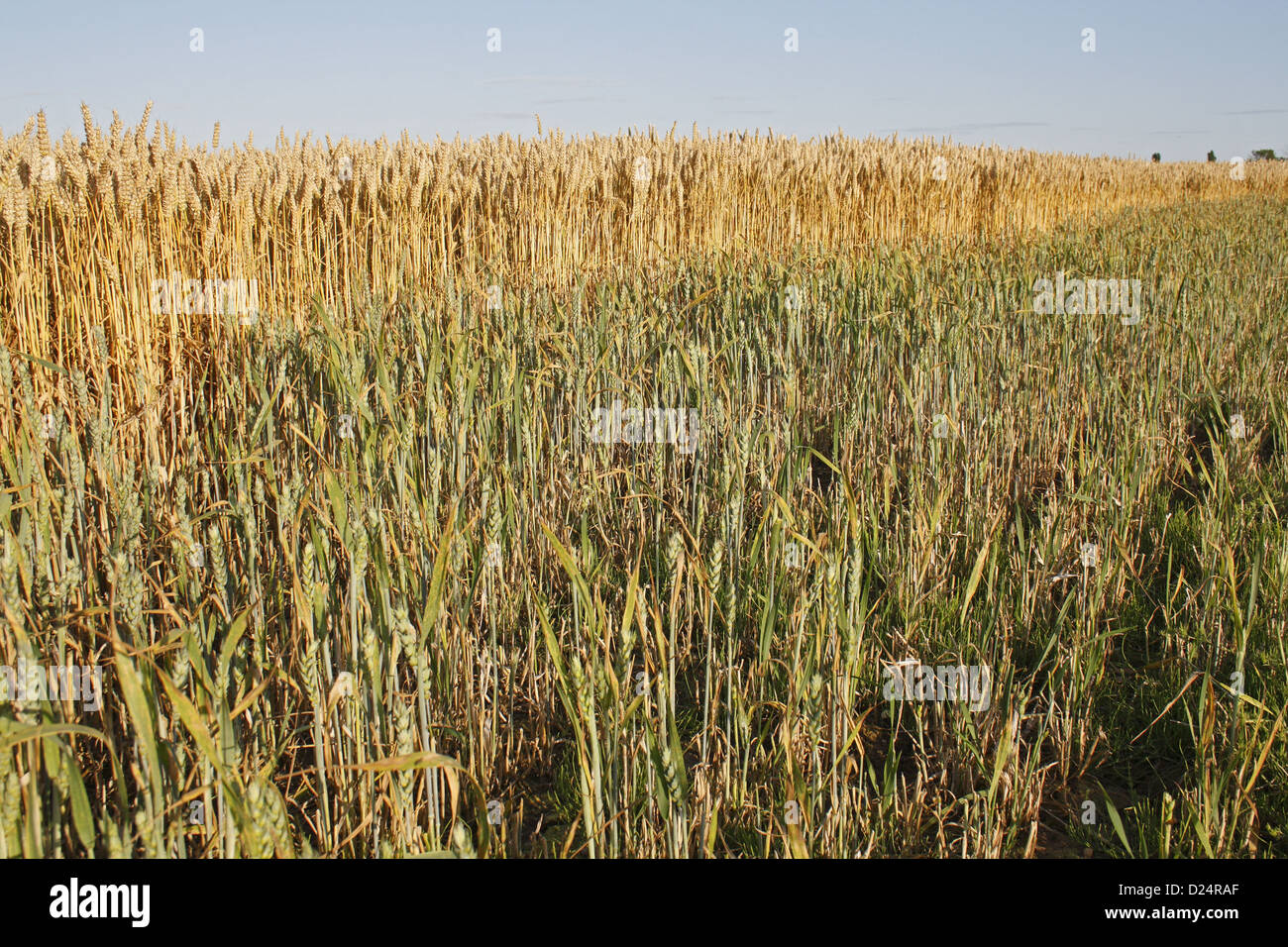 European rabbits damage crops hi-res stock photography and images - Alamy