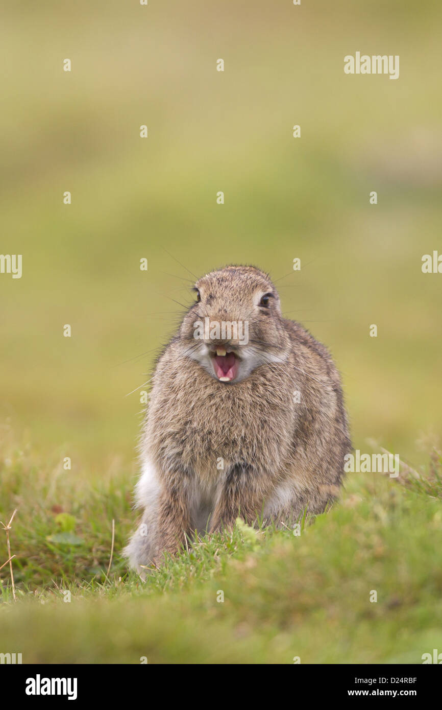 Rabbit yawning hi-res stock photography and images - Alamy
