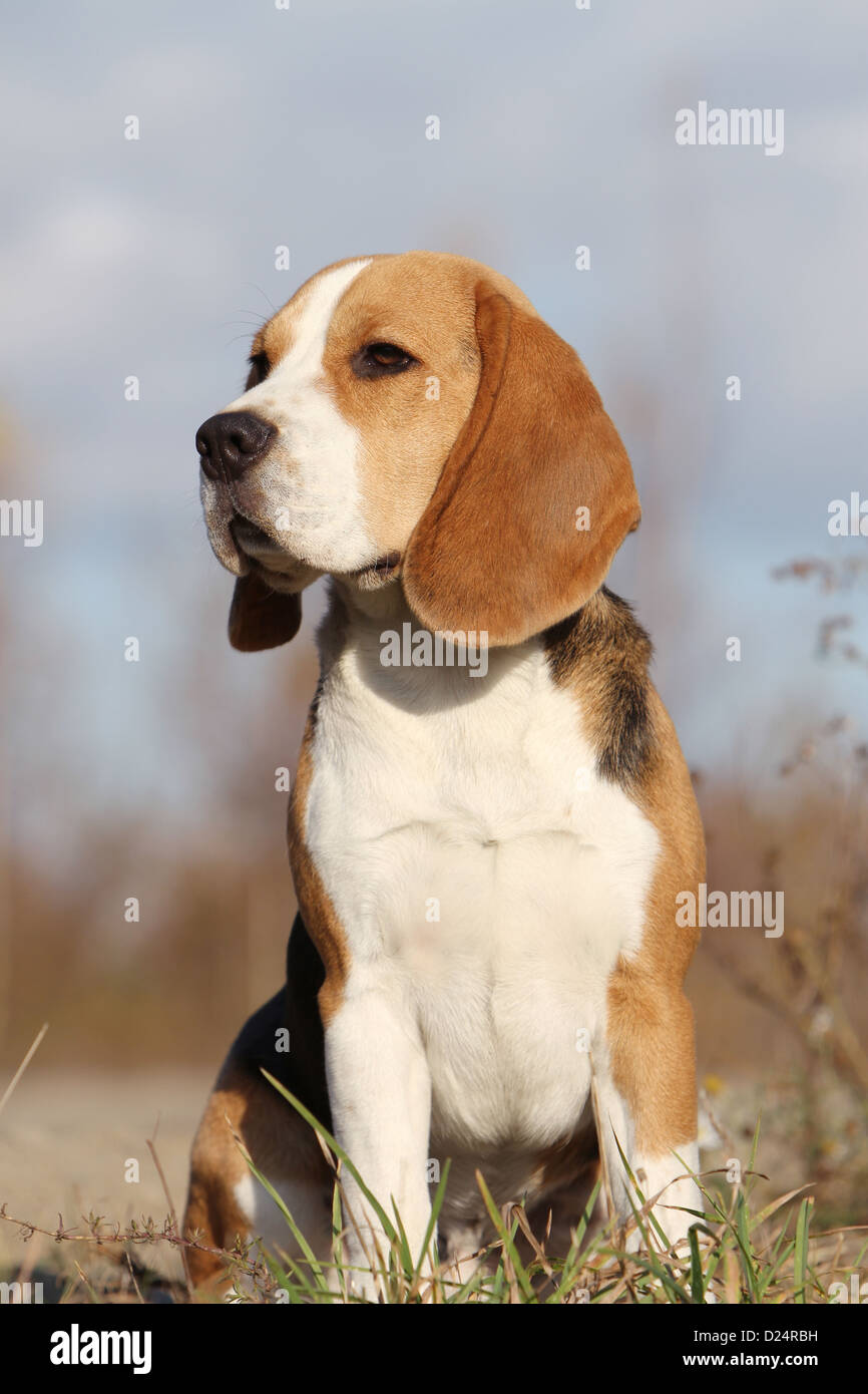 Dog Beagle adult portrait Stock Photo - Alamy