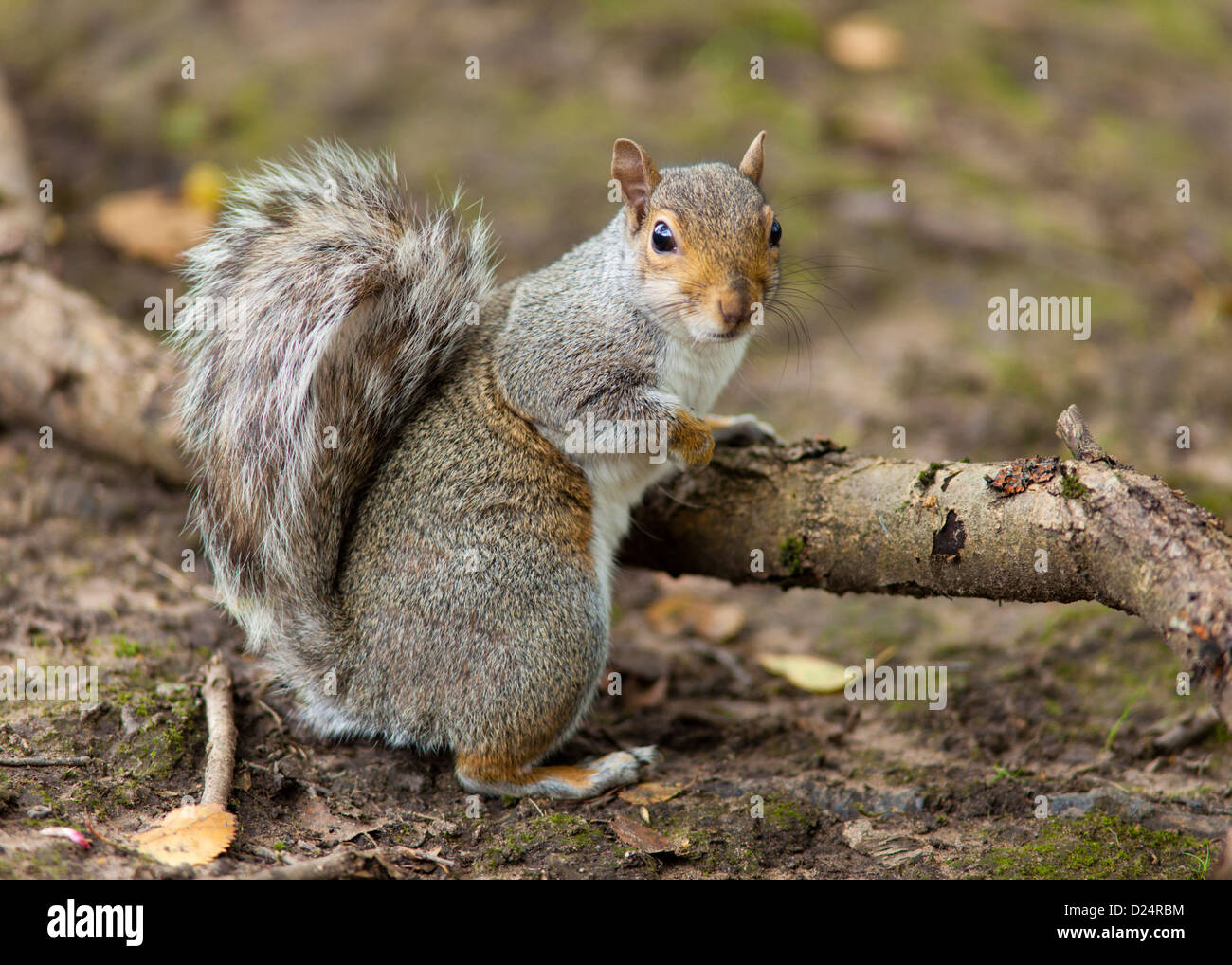 Grey squirrel uk hi-res stock photography and images - Alamy