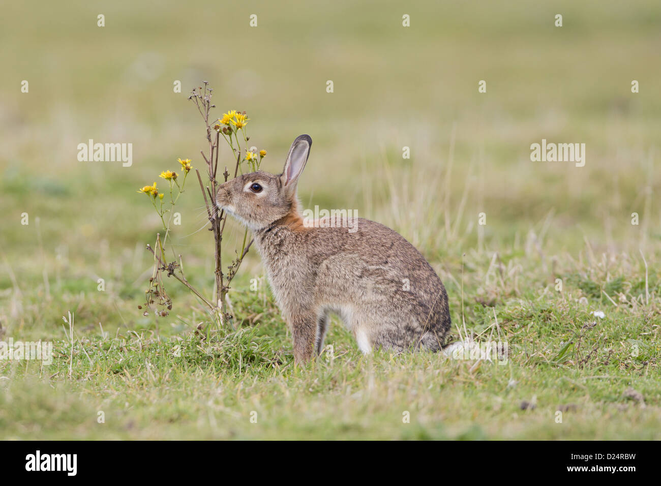 European Rabbit Oryctolagus cuniculus adult scent marking rubbing chin ...