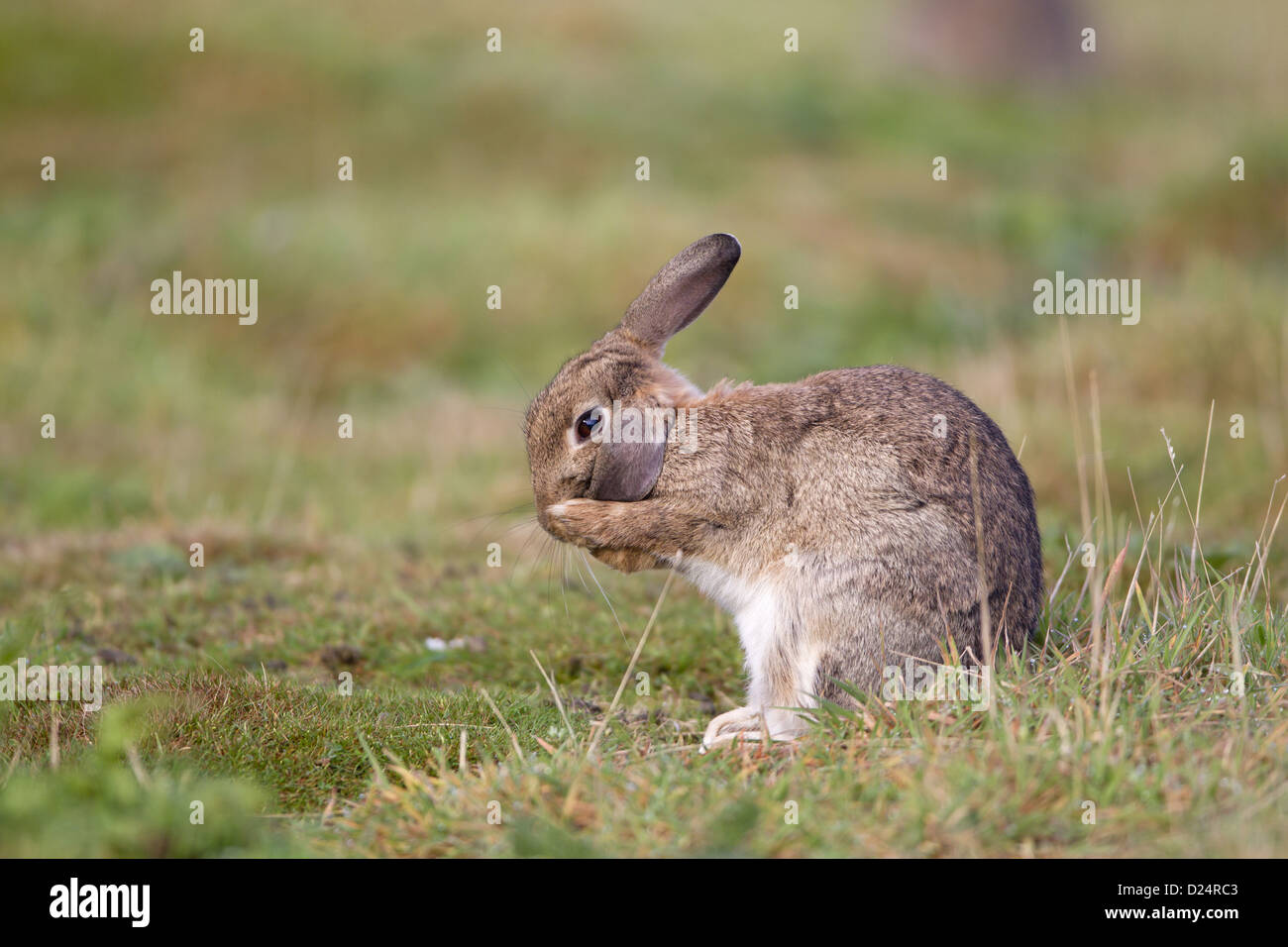 European Rabbit (Oryctolagus cuniculus) adult, grooming ears, Minsmere ...