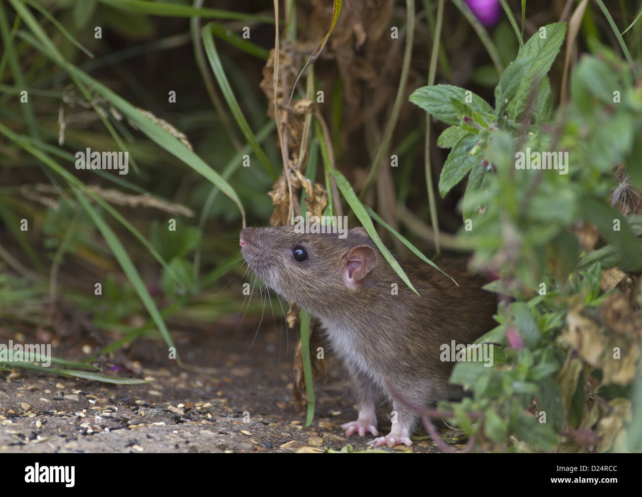 Brown Rat (Rattus norvegicus) adult, sniffing air, Norfolk, England ...