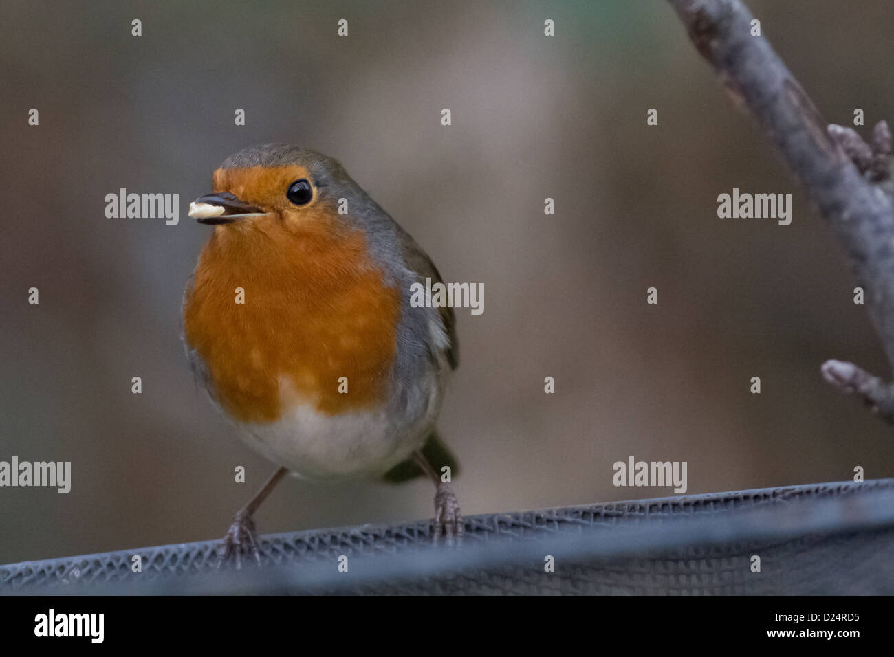Robin feeding from bird feeder hi-res stock photography and images - Alamy