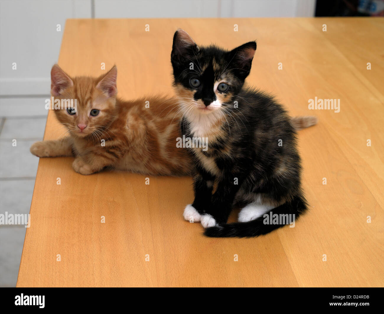 Two Kittens on a Table Stock Photo - Alamy