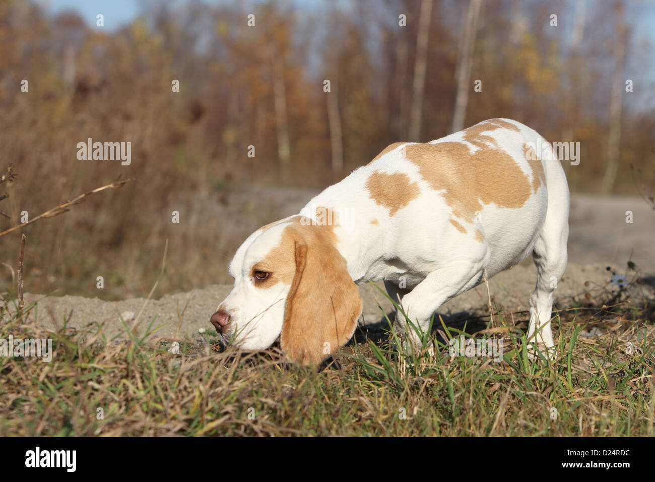 Dog Beagle adult standing smell the ground Stock Photo - Alamy