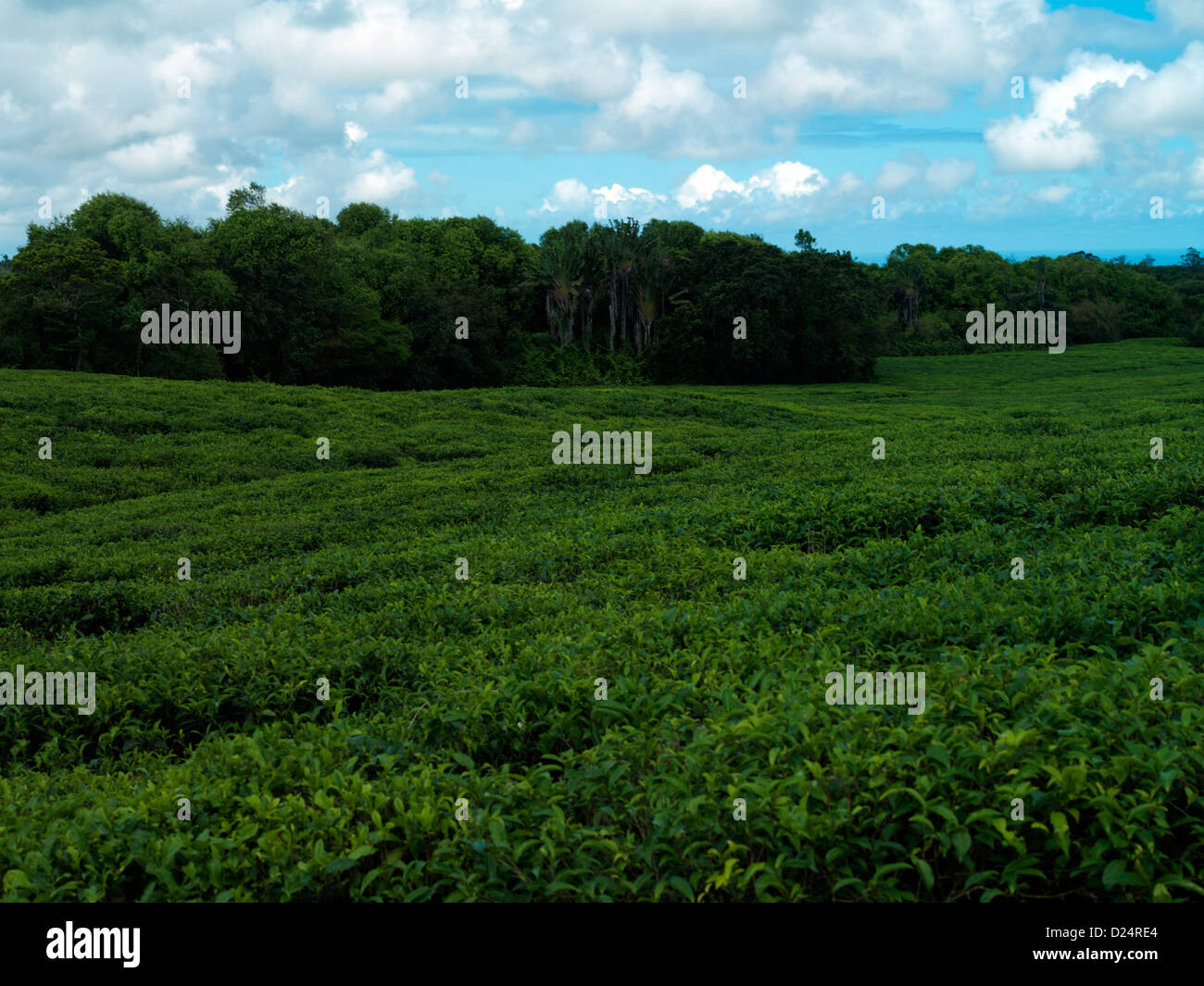 Bois Cheri Tea Plantation Mauritius Stock Photo - Alamy