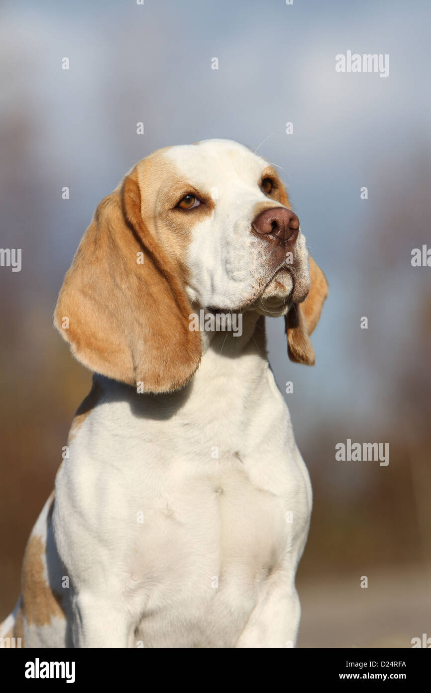 Dog Beagle adult portrait Stock Photo - Alamy