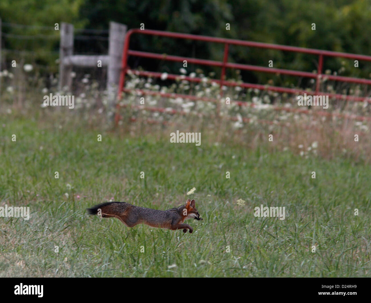 Gray fox crossing gravel farm road Kentucky Stock Photo - Alamy
