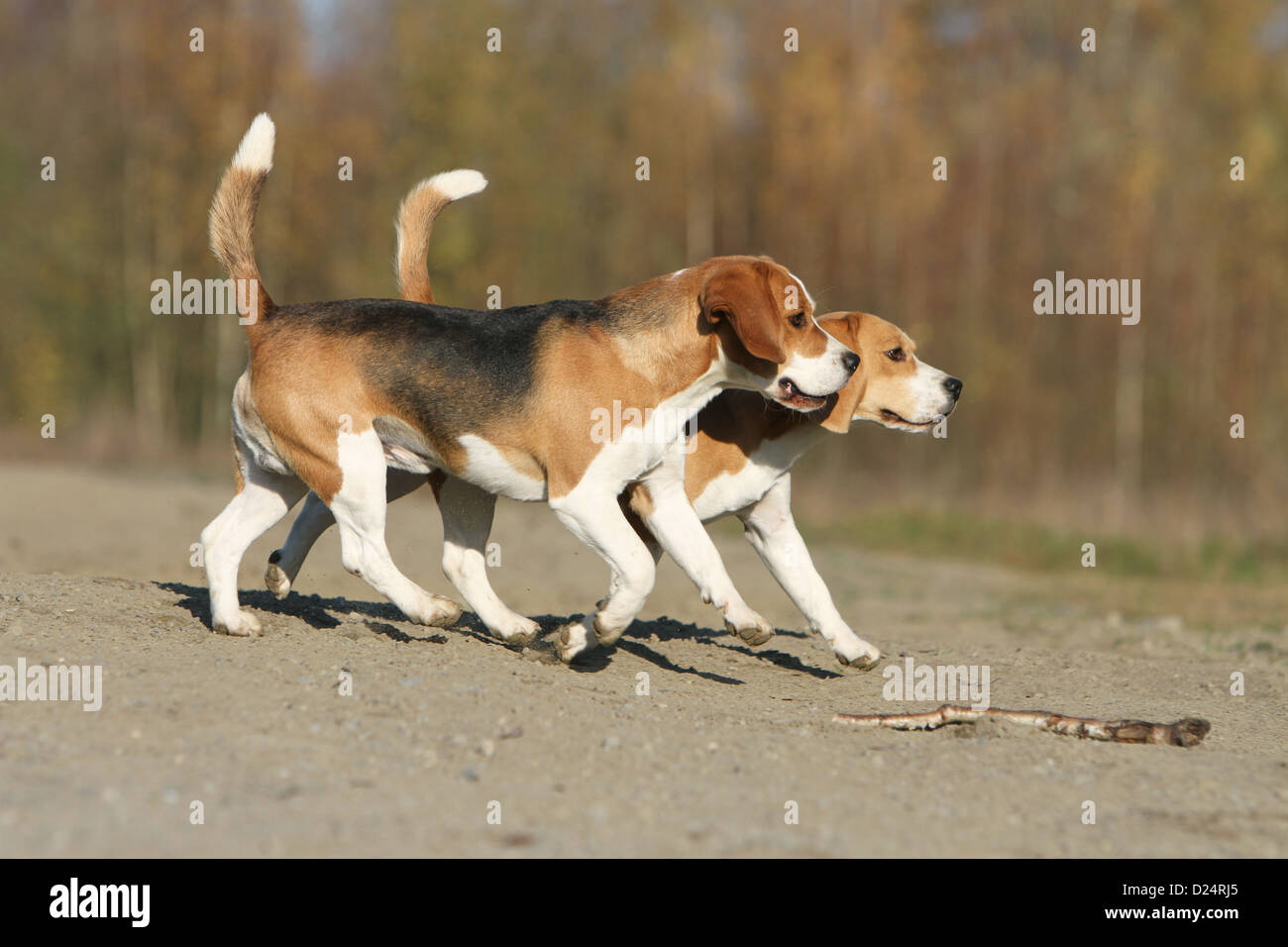Are Beagles Better In Pairs