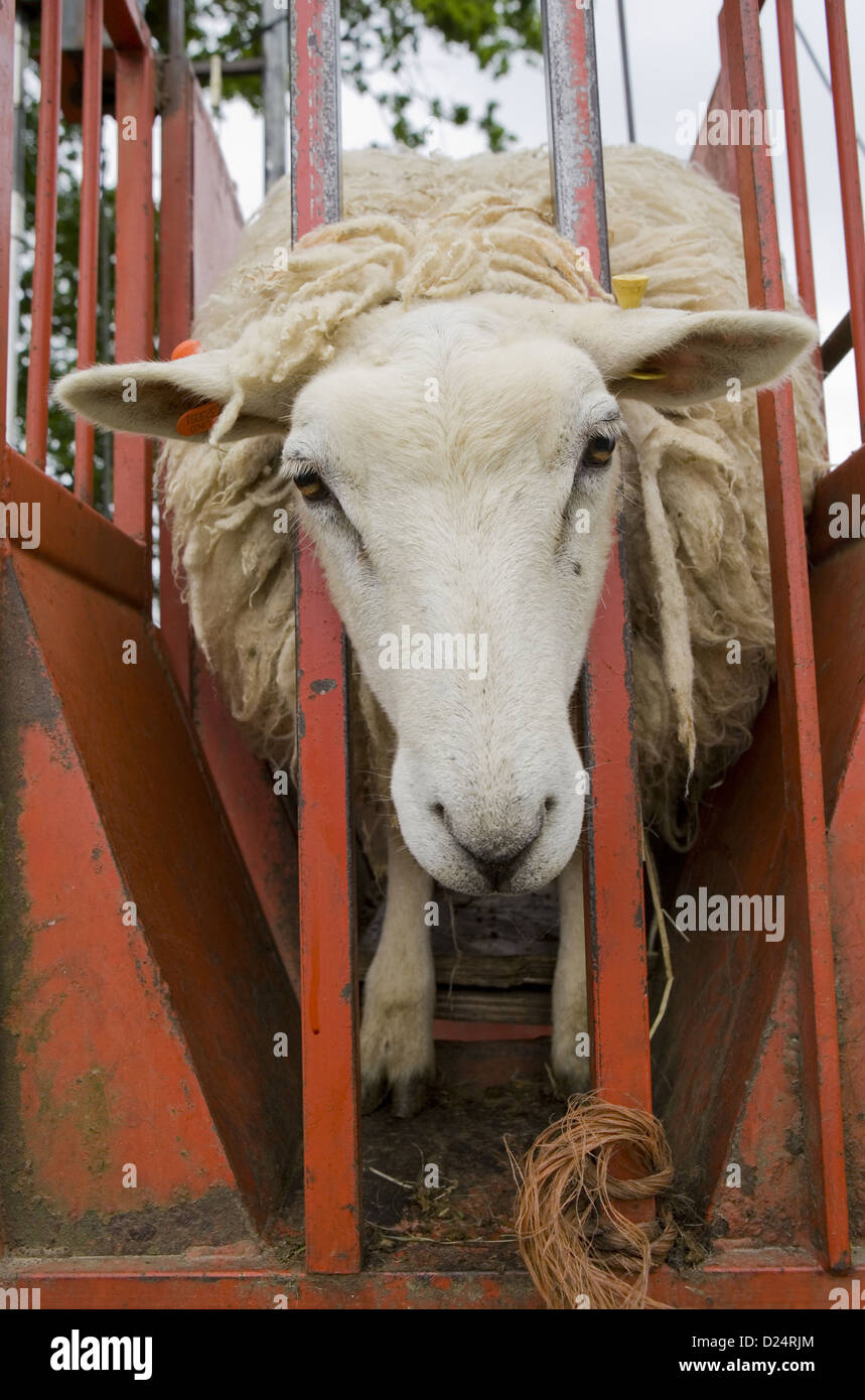 Domestic Sheep, adult, with head through bars before shearing, England ...