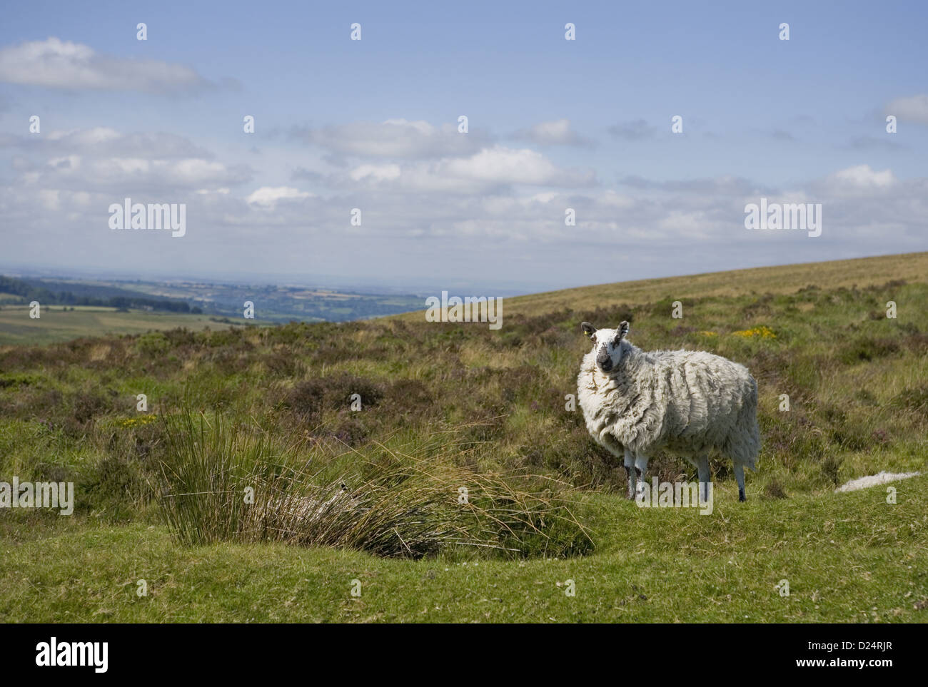Domestic Sheep, adult, standing on moorland habitat, Dartmoor N.P ...
