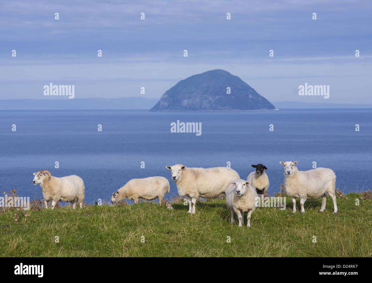 Domestic Sheep ewes flock grazing on coastal pasture with volcanic plug ...