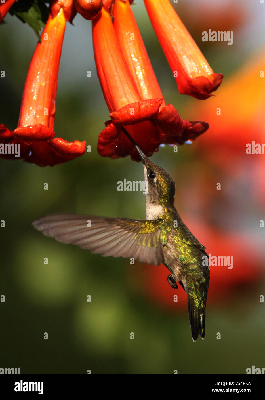Hummingbird trumpet vine hi-res stock photography and images - Alamy